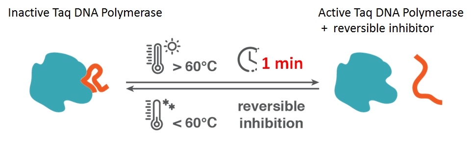 Reversible hot start Taq DNA polymerase
