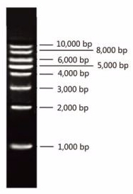 1 kb DNA Ladder 2.0, 0.5 kb ~ 10 kb DNA ladder